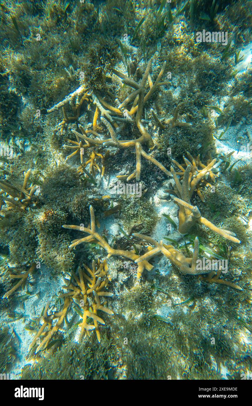 Tropical coral reef in crystal clear blue water. Hard and soft corals ...