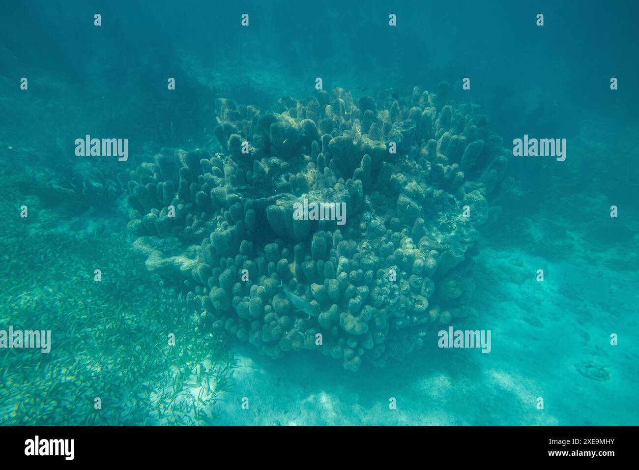 Tropical coral reef in crystal clear blue water. Hard and soft corals ...