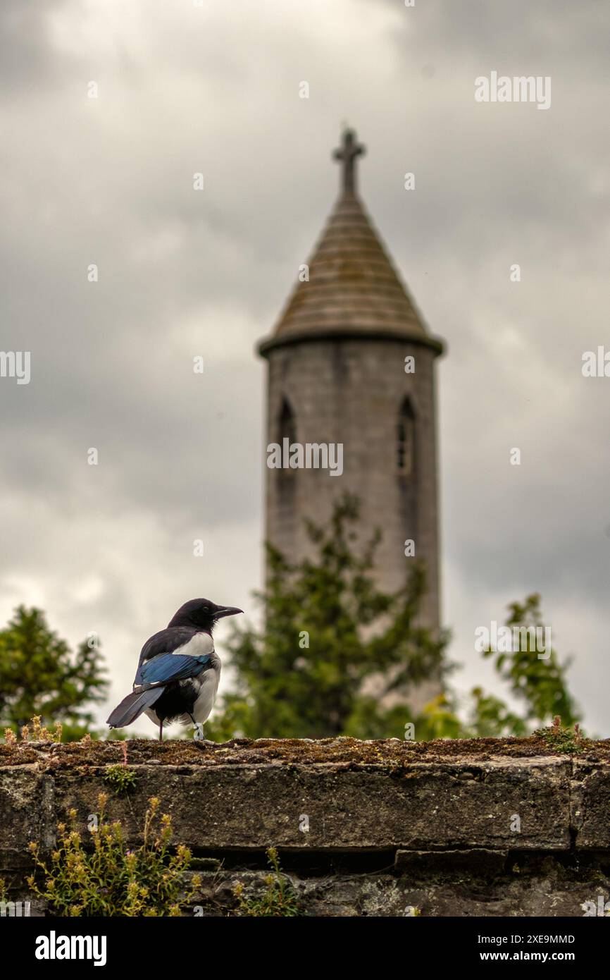 The Magpie, with its striking black and white plumage, was spotted in ...