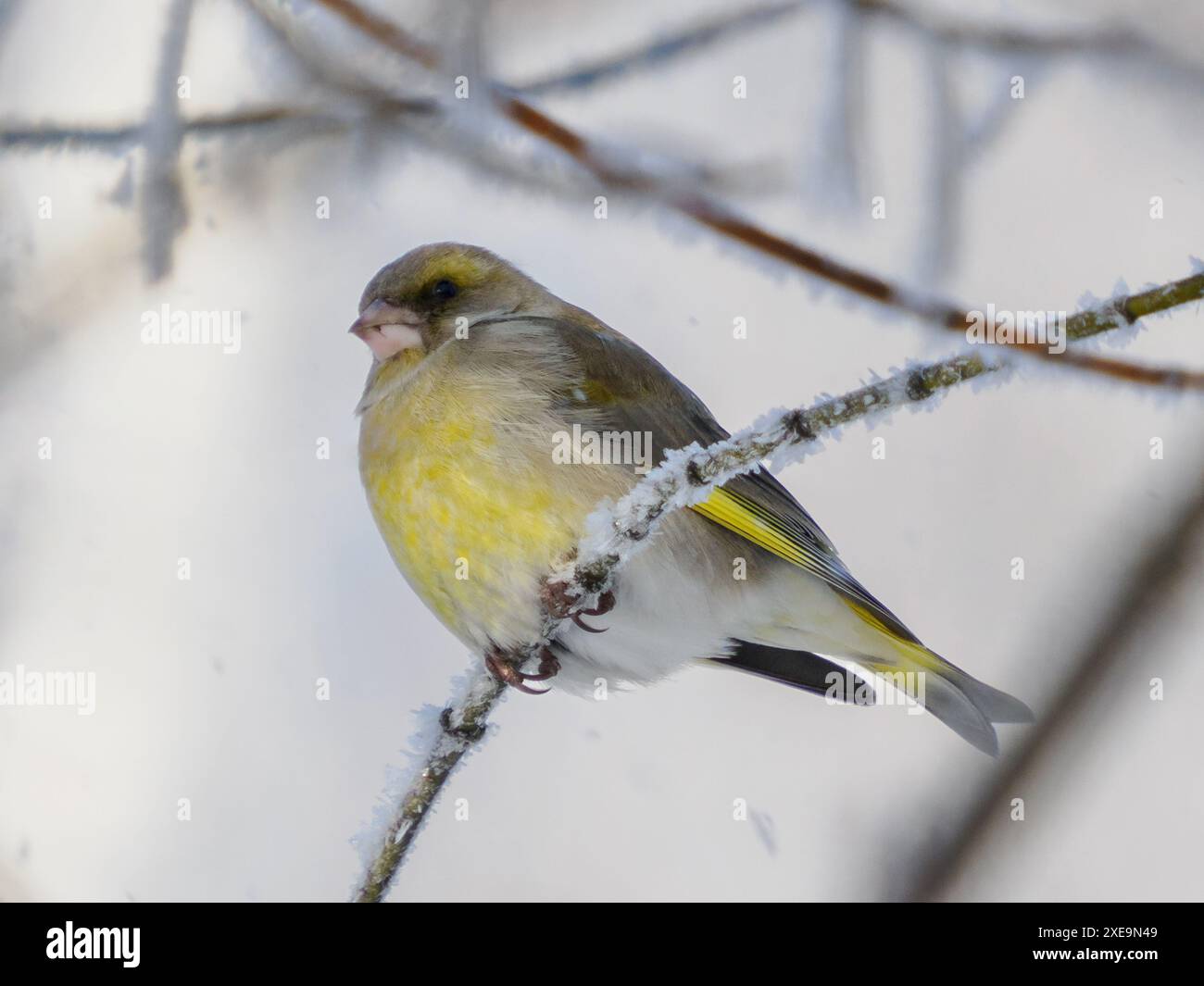 Beautiful male european greenfinch hi-res stock photography and images ...