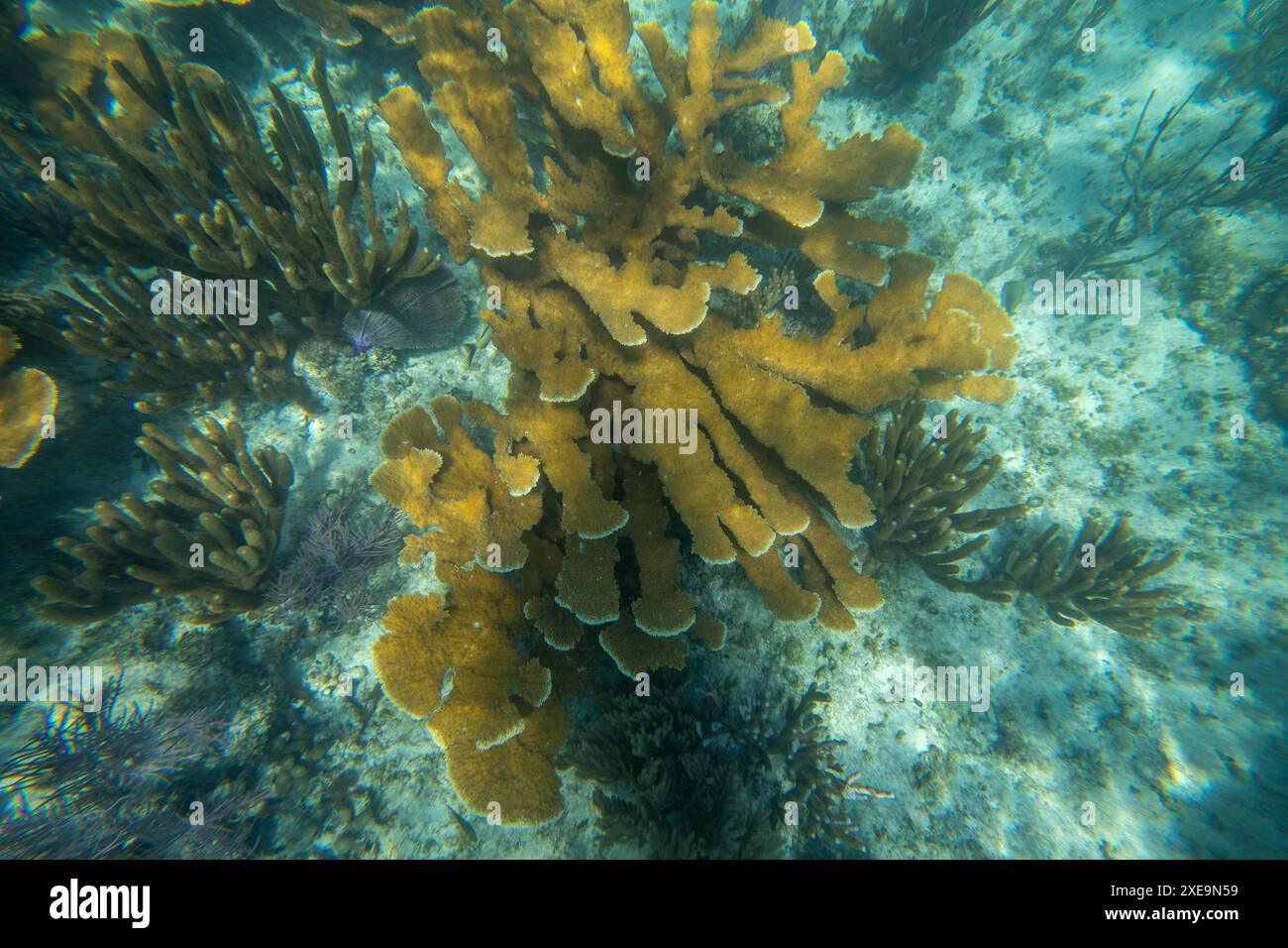 Tropical coral reef in crystal clear blue water. Hard and soft corals ...
