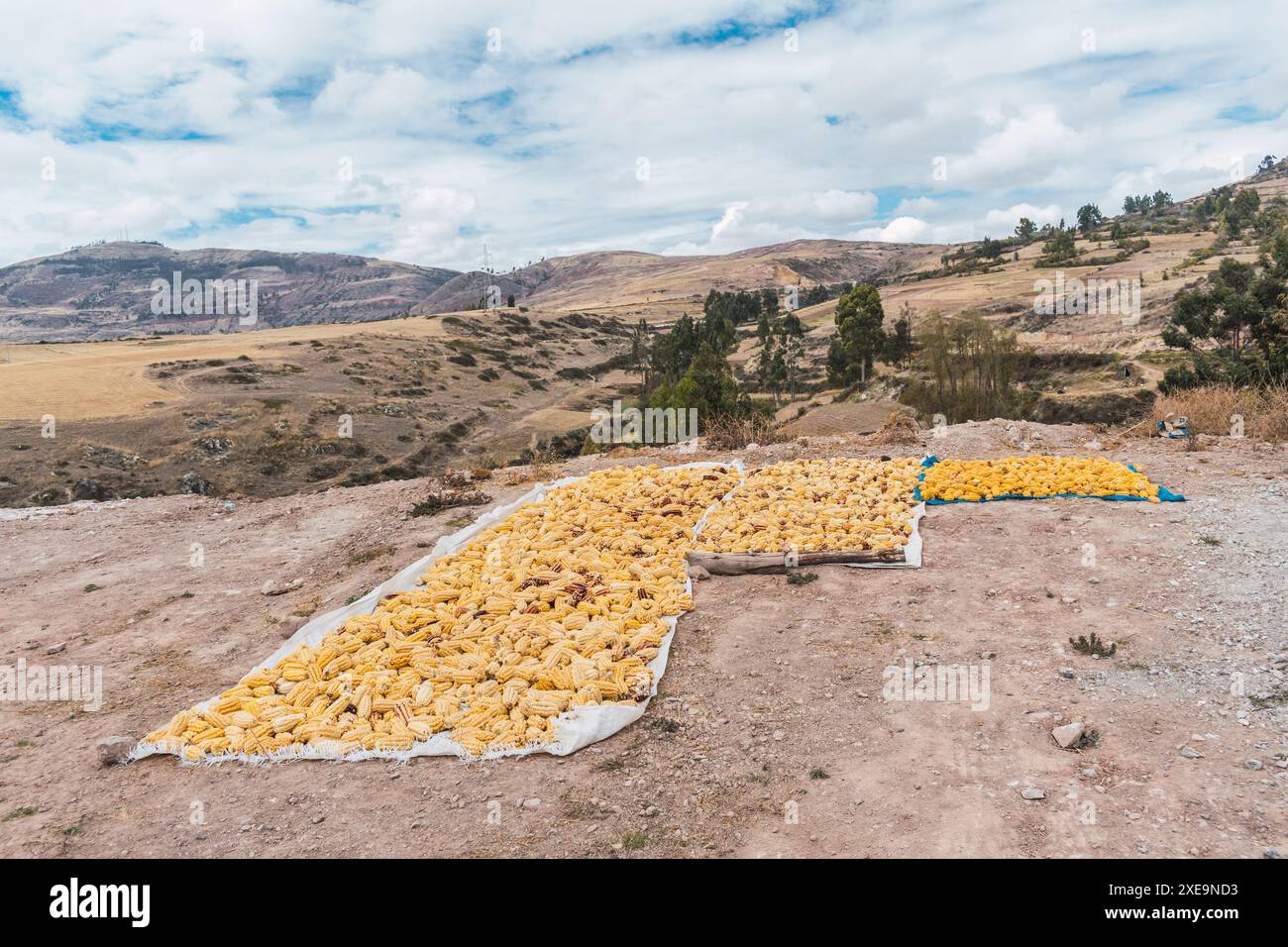 corn drying in the sun in the sacred valley of the Incas located in the ...