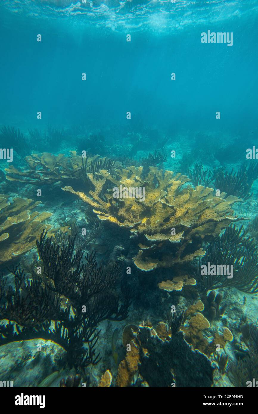 Tropical coral reef in crystal clear blue water. Hard and soft corals ...
