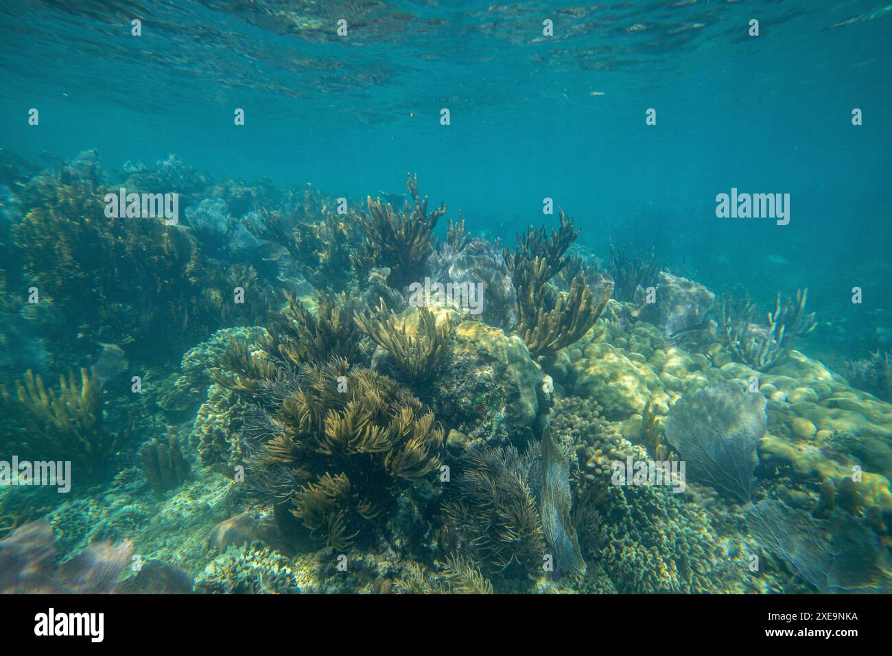 Tropical coral reef in crystal clear blue water. Hard and soft corals ...