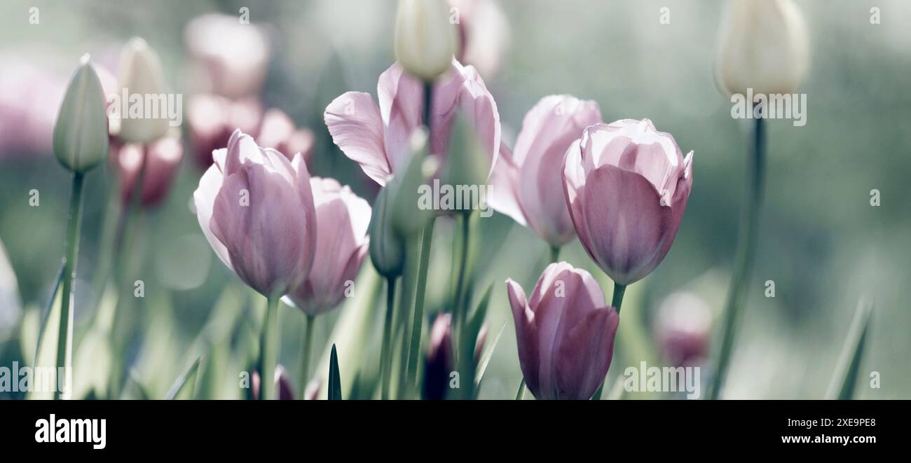 Concept of sadness hi-res stock photography and images - Alamy