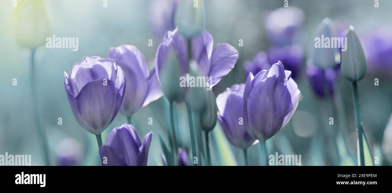 Tulips, garden, light sadness concept banner Stock Photo - Alamy