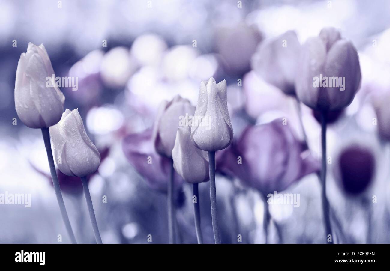 Tulips, garden, light sadness concept banner Stock Photo - Alamy