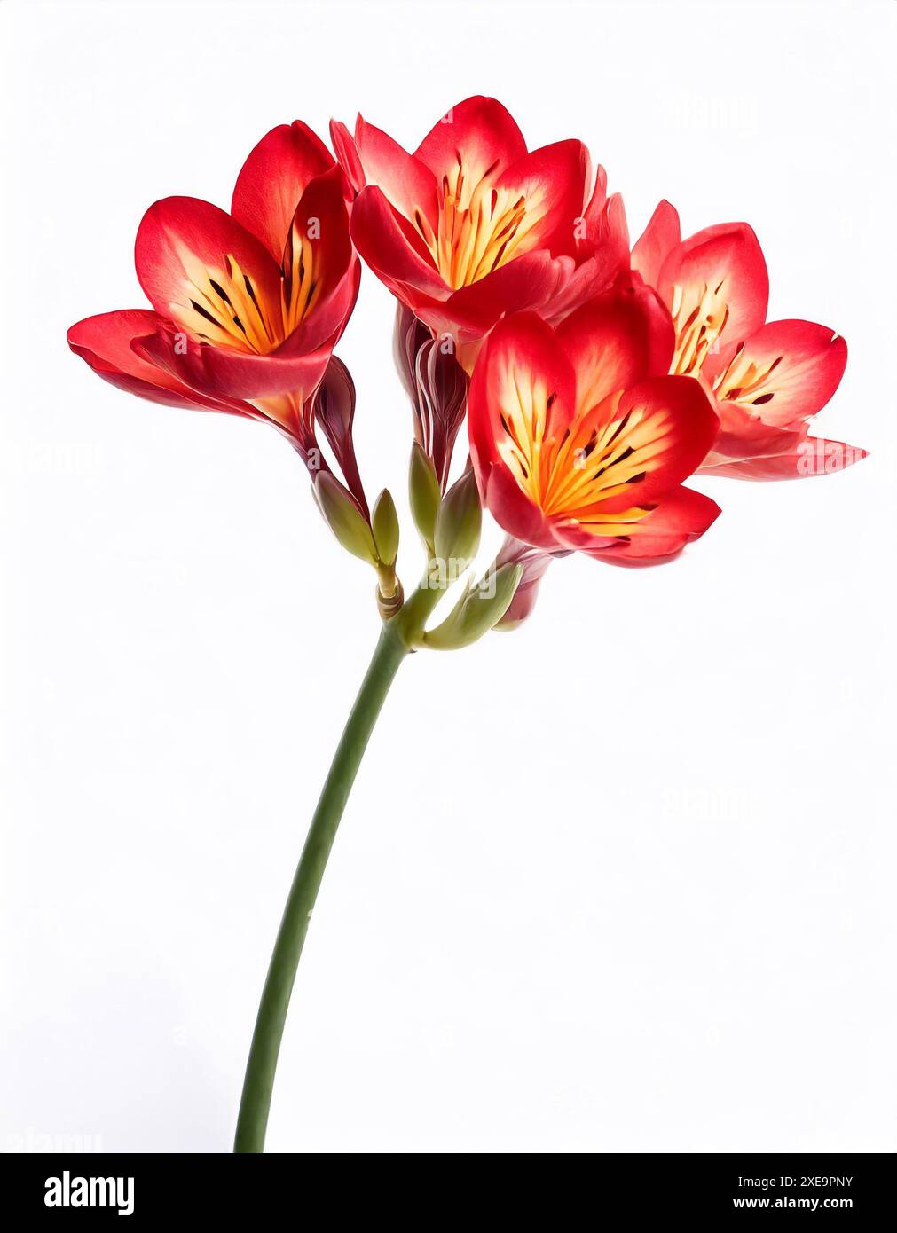 Yellow red white freesia hi-res stock photography and images - Alamy