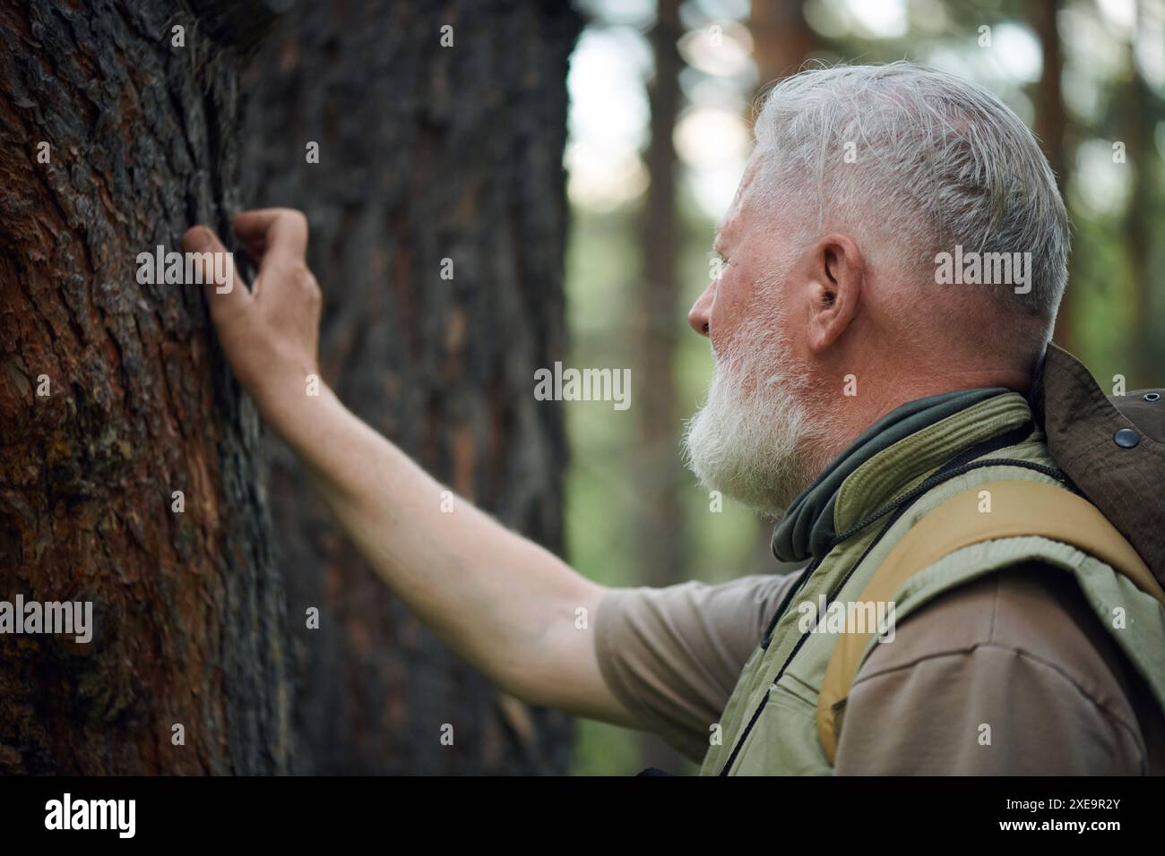 Medium closeup of bearded senior man standing in forest touching bark ...
