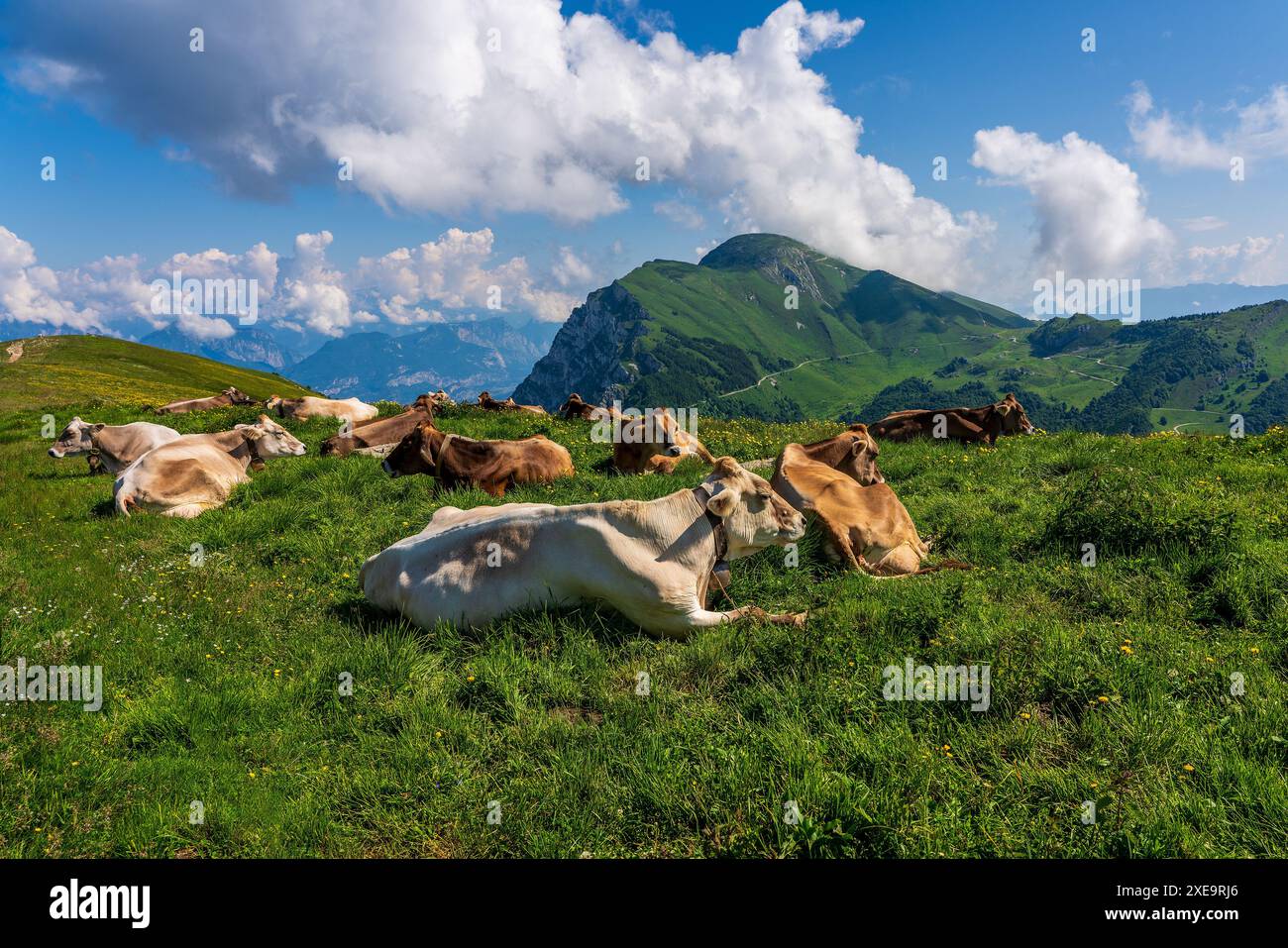 Domestic cattle cows lake hi-res stock photography and images - Alamy