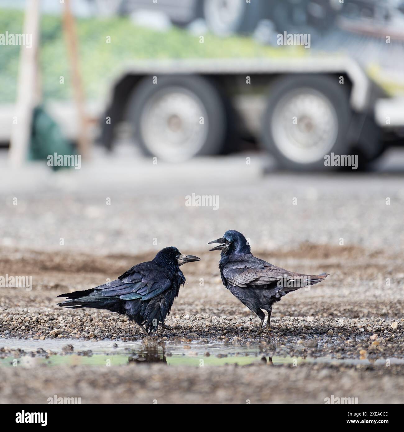 Picture showing showing two crows which have an argument on gravel road ...