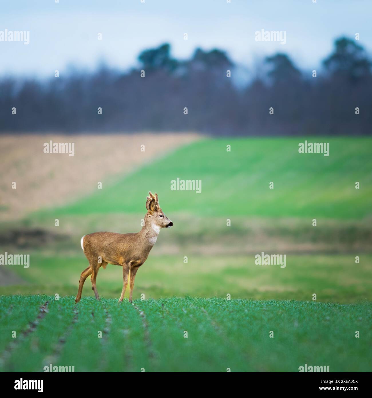 Roe deer buck looking in the camera on a green meadow Stock Photo - Alamy