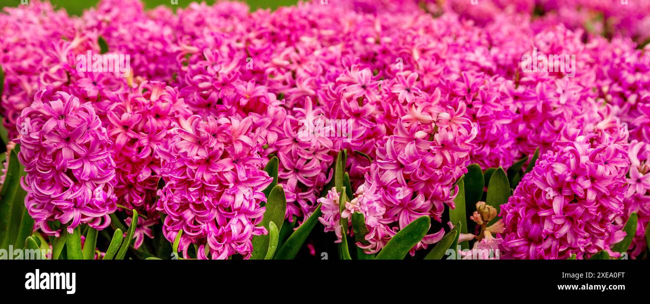 Banner pink hyacinth flowers hi-res stock photography and images - Alamy