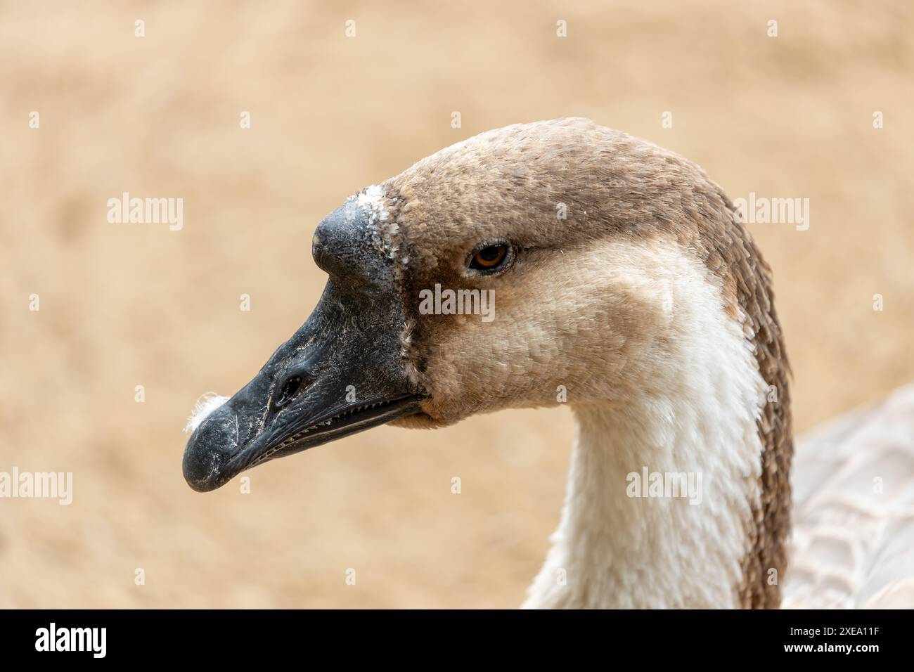The Swan Goose, with its distinctive orange beak and neck stripe, was ...
