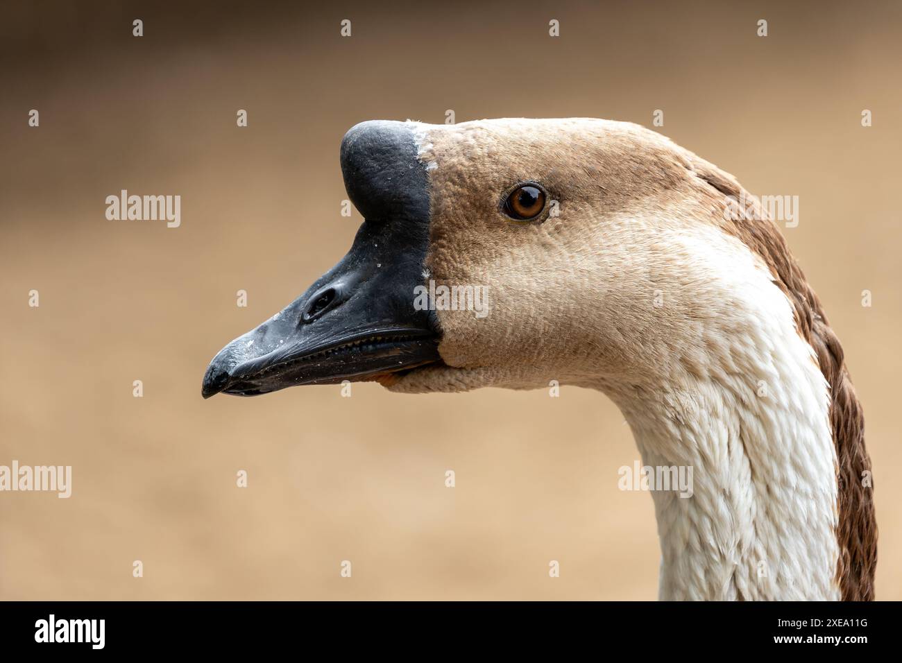 The Swan Goose, with its distinctive orange beak and neck stripe, was ...