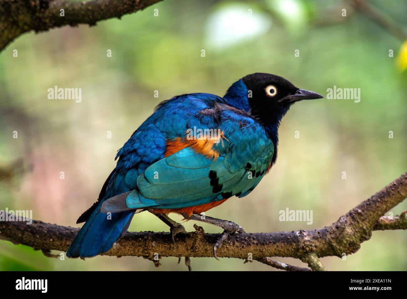 The Superb Starling, with its vibrant blue, orange, and white plumage, was spotted showcasing ...