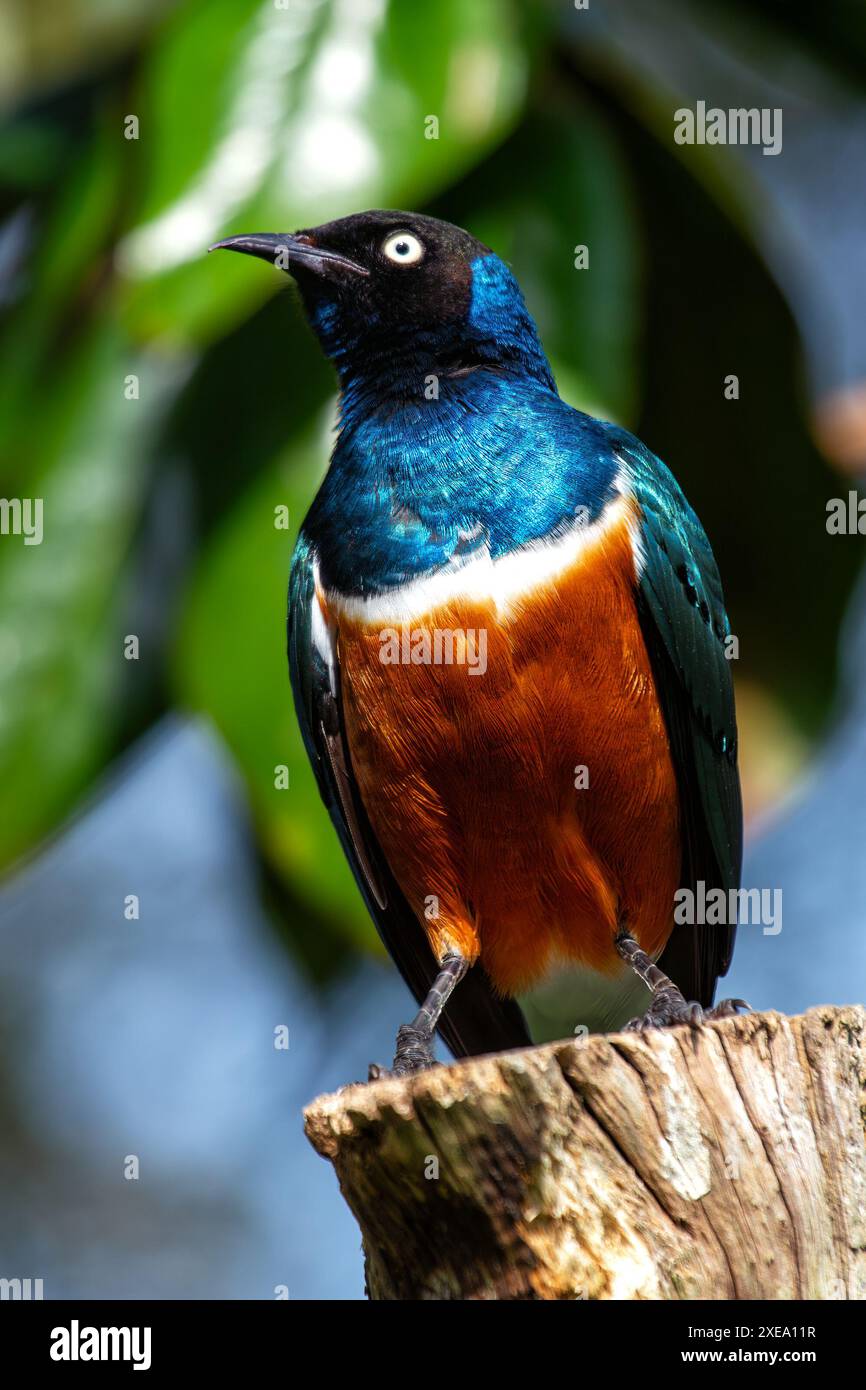 The Superb Starling, with its vibrant blue, orange, and white plumage ...