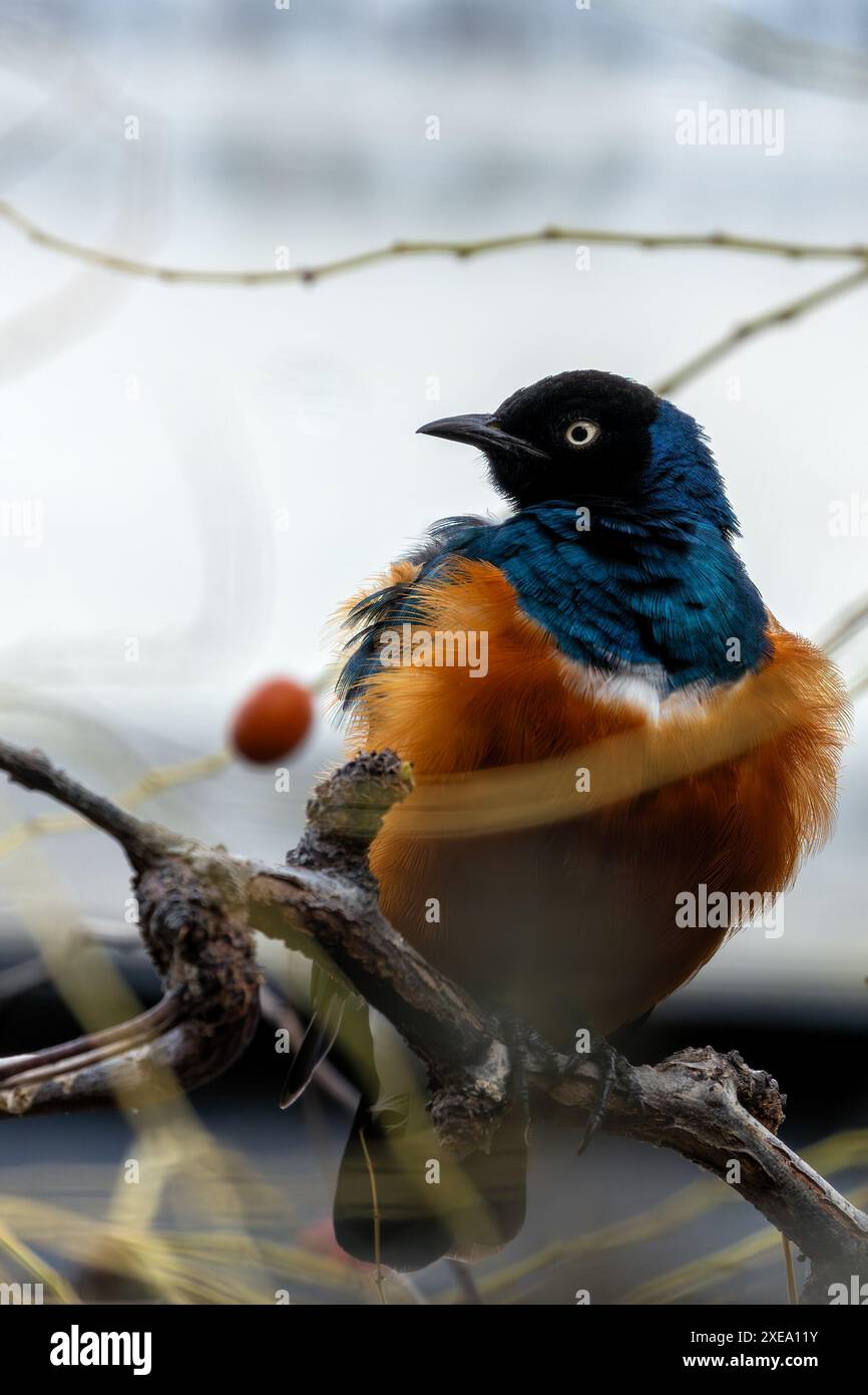 The Superb Starling, with its vibrant blue, orange, and white plumage ...