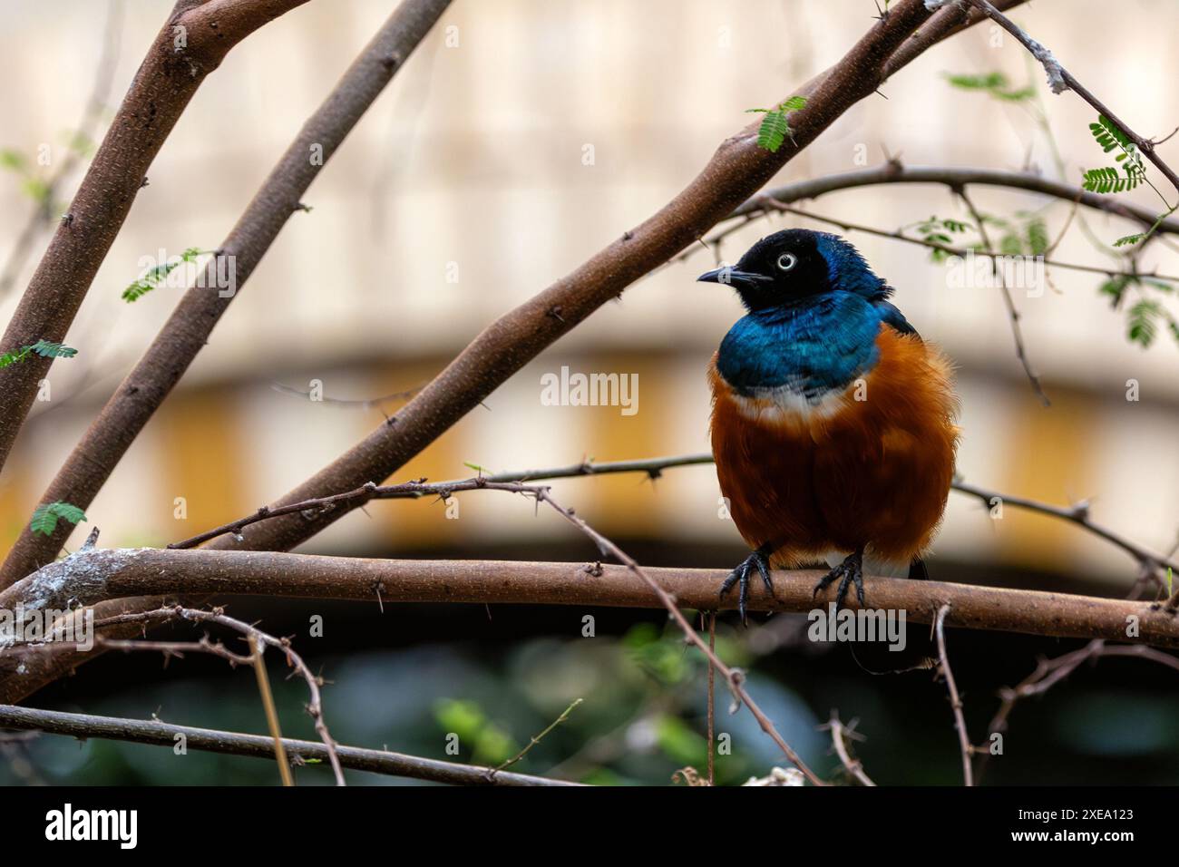 The Superb Starling, with its vibrant blue, orange, and white plumage ...