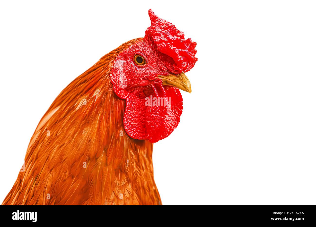 Beautiful Hen portrait isolated on white background with clipping path ...