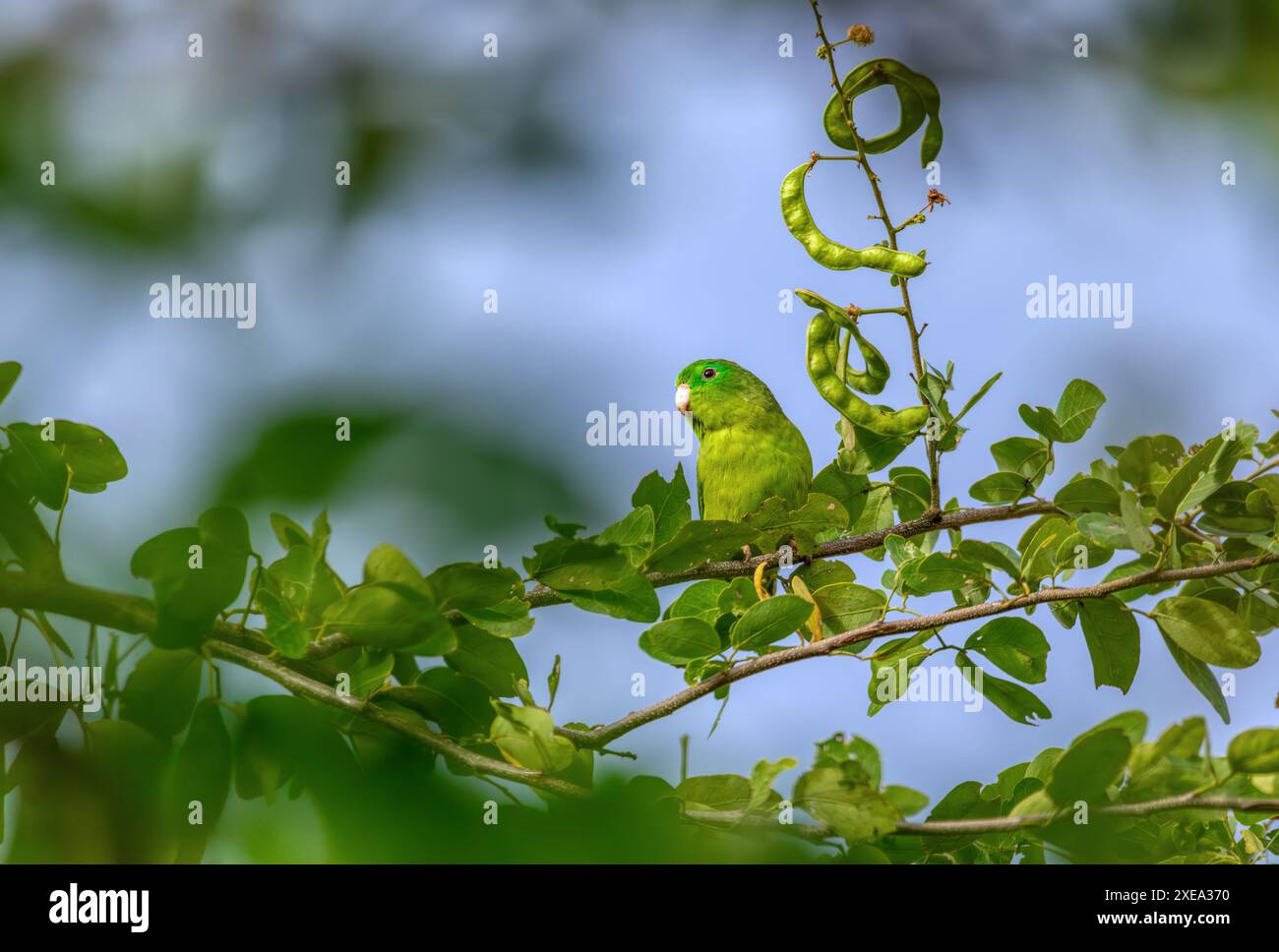 Spectacled parrotlet (Forpus conspicillatus), Barichara, Santander ...
