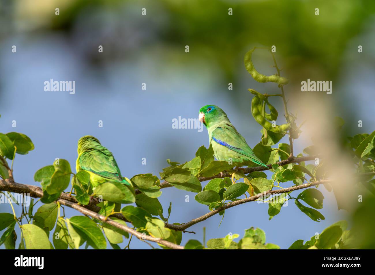 Spectacled parrotlet (Forpus conspicillatus), Barichara, Santander ...