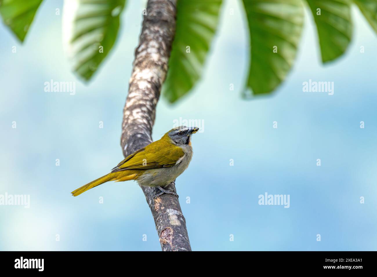 Buff-throated saltator (Saltator maximus), Minca, Sierra Nevada de ...