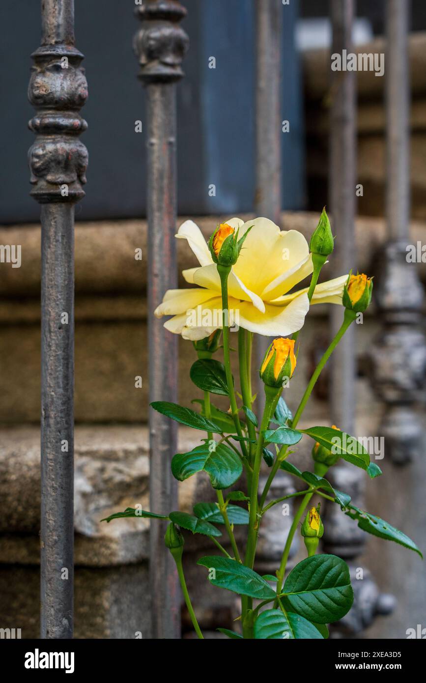 Front steps railing hi-res stock photography and images - Alamy