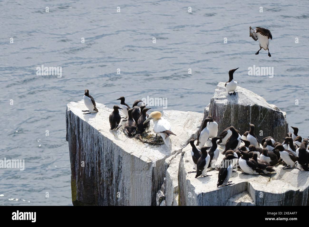 Common Guillemots (common murre) colony on Farne Islands Northumberland ...