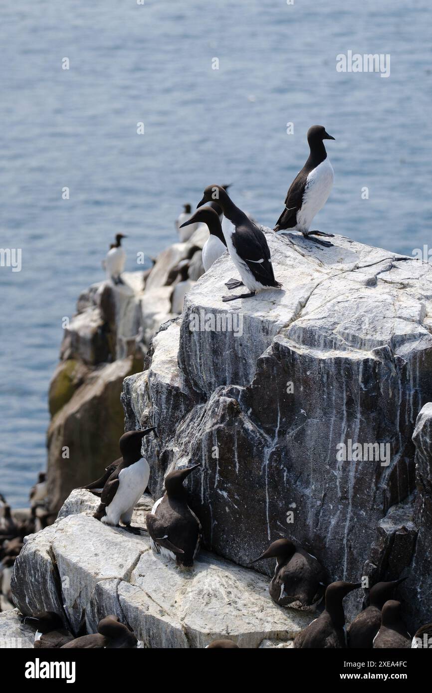 Common Guillemots (common murre) colony on Farne Islands Northumberland ...