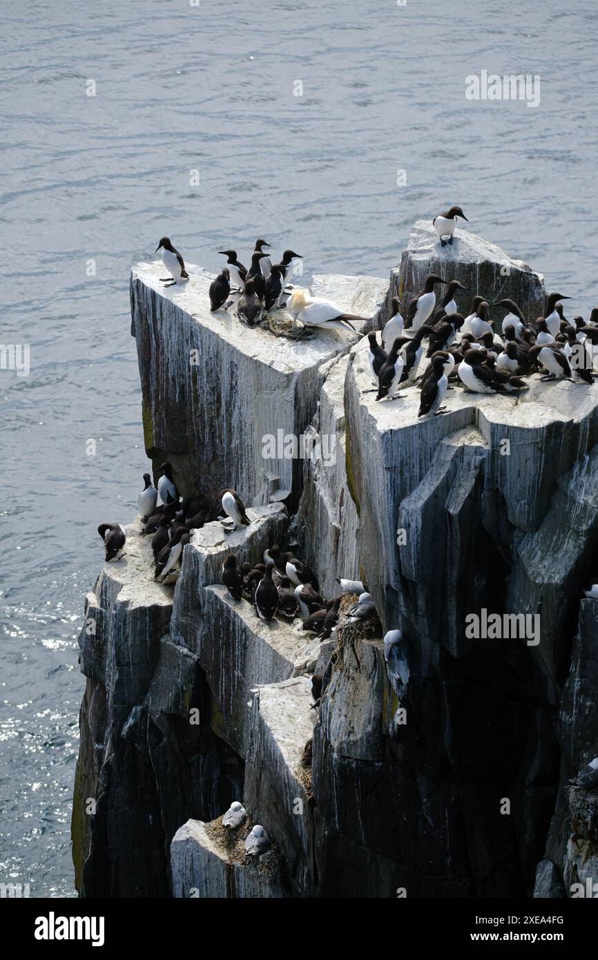 Common Guillemots (common murre) colony on Farne Islands Northumberland ...