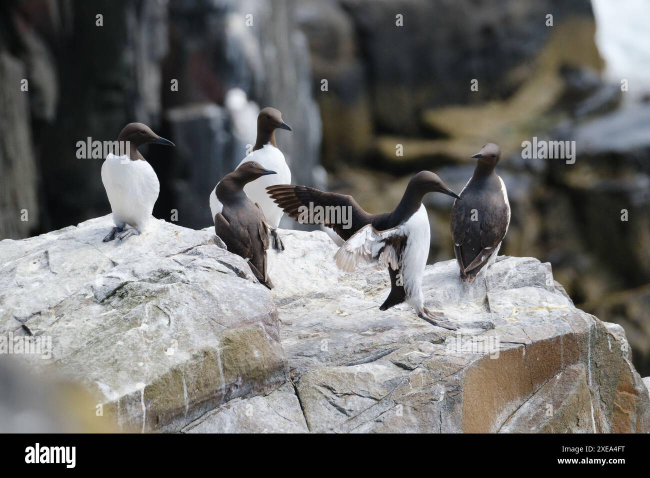 Common Guillemots (common murre) colony on Farne Islands Northumberland ...