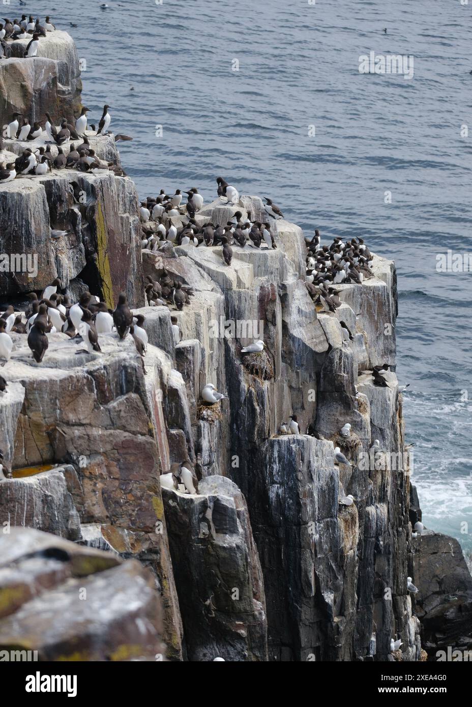 Common Guillemots (common murre) colony on Farne Islands Northumberland ...