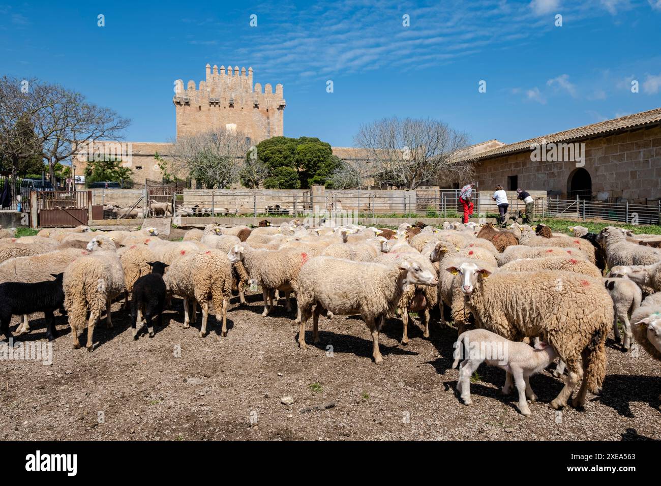 Sheep at the tower hi-res stock photography and images - Alamy