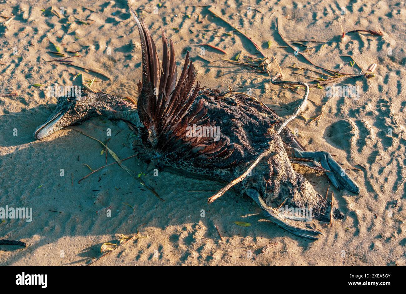 Dead sea bird hi-res stock photography and images - Alamy