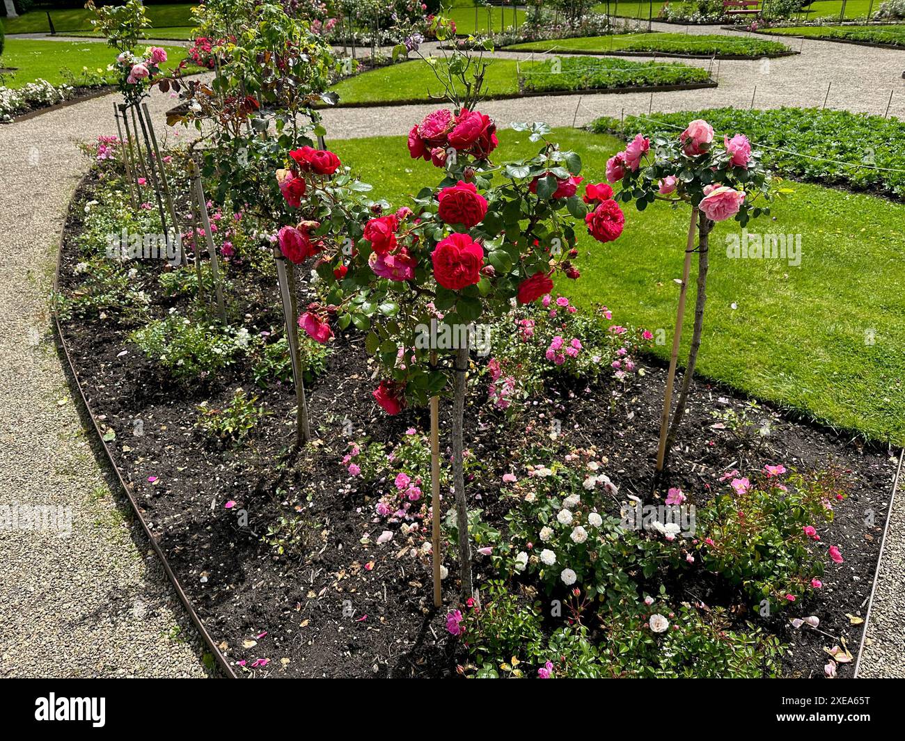Different types of beautiful rose flowers growing in park Stock Photo ...