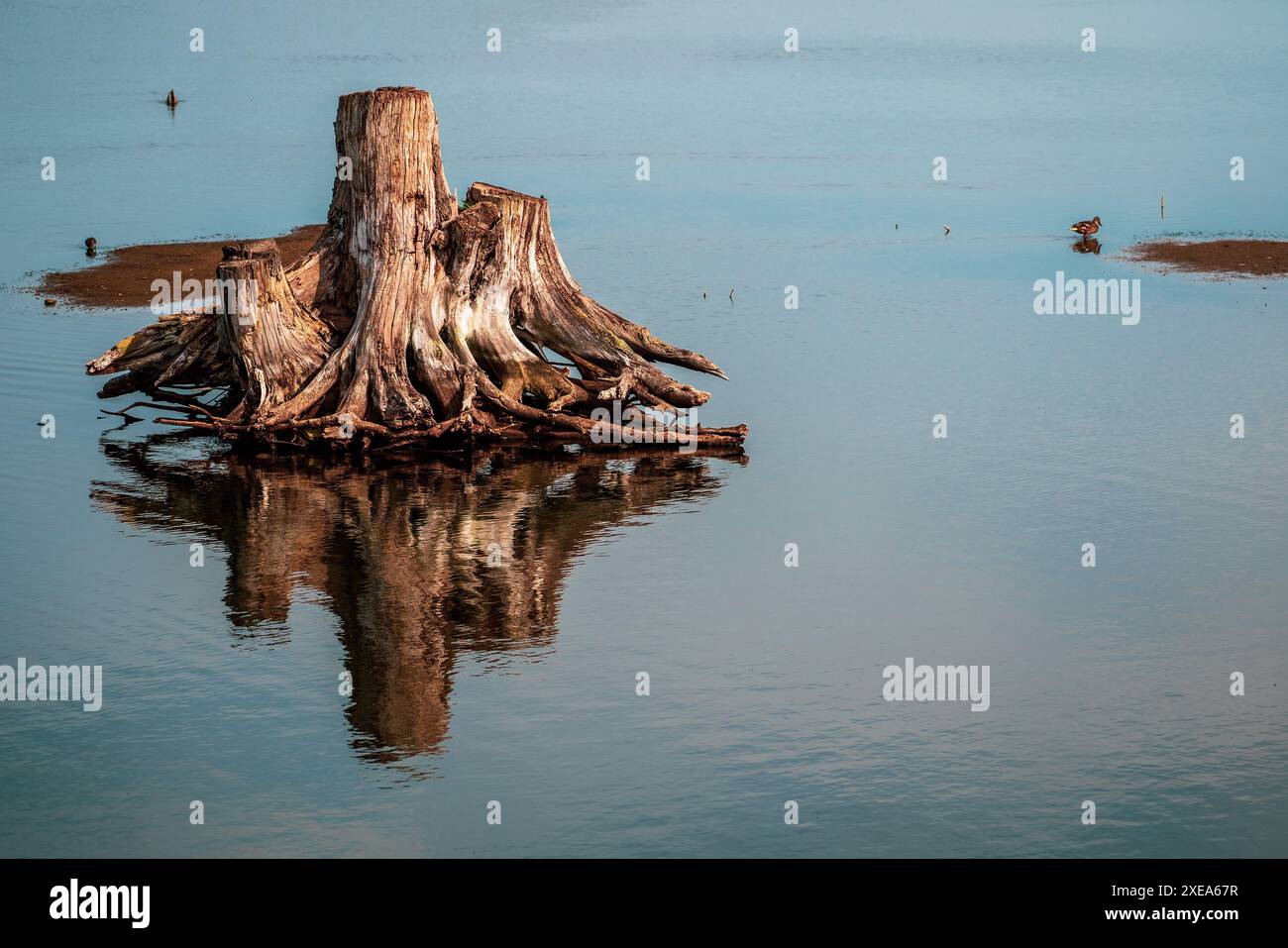 Tree trunk with roots in water Stock Photo - Alamy