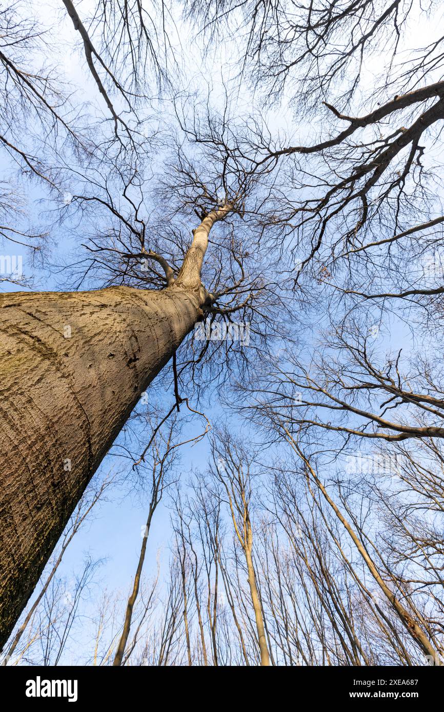 View in tree tops hi-res stock photography and images - Alamy