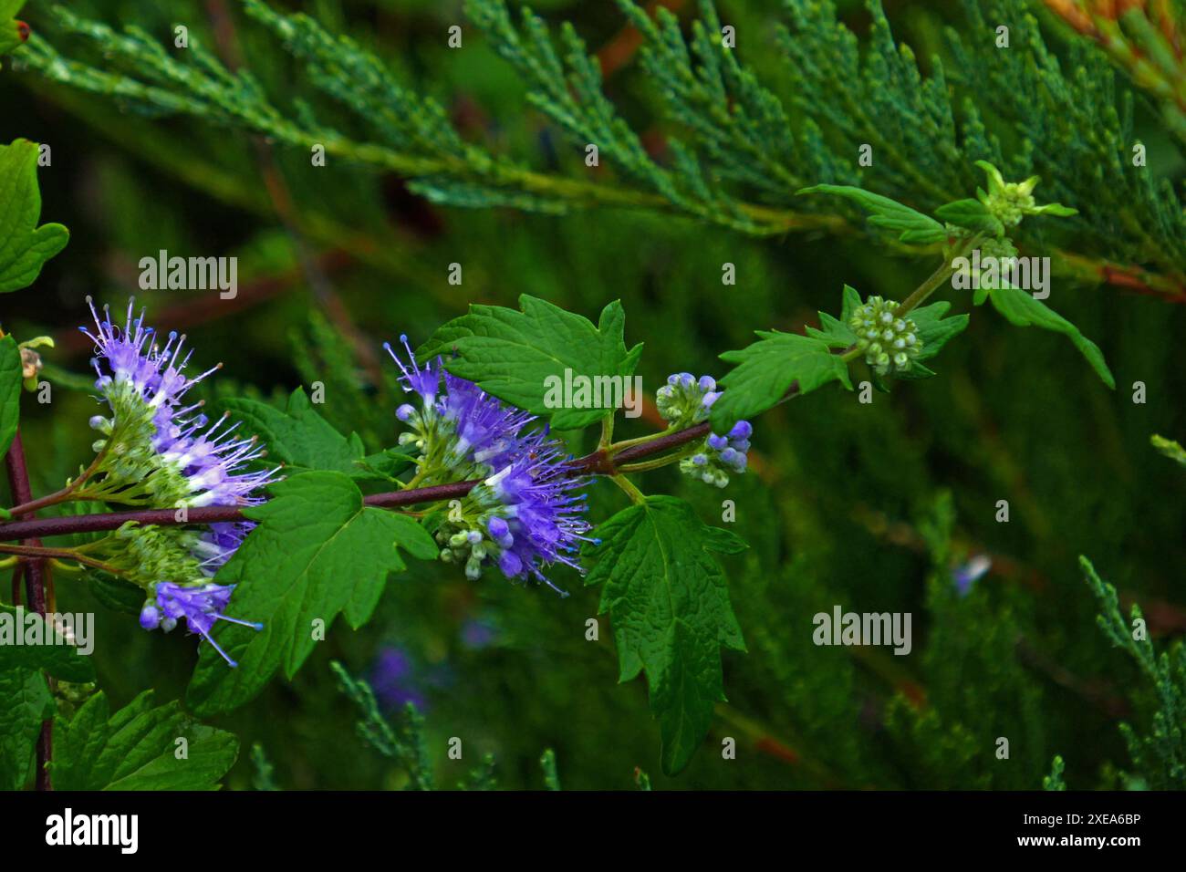 Heavenly blue beard flower hi-res stock photography and images - Alamy
