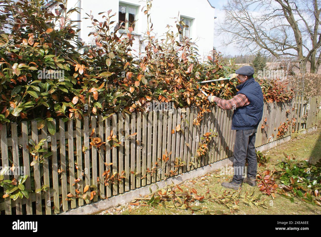 Cherry laurel cutting hi-res stock photography and images - Alamy