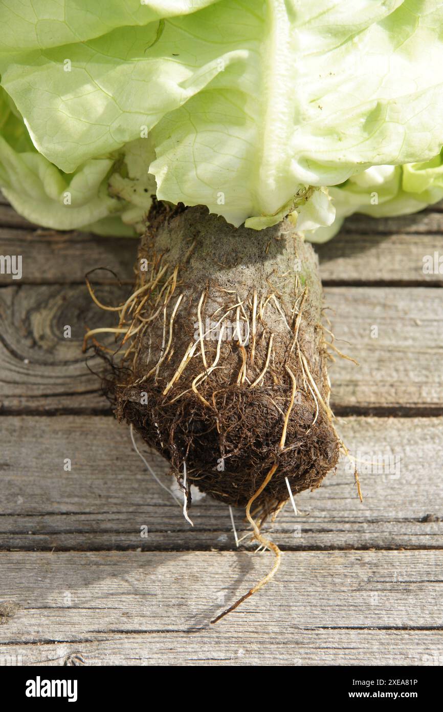 Fibrous root hi-res stock photography and images - Alamy