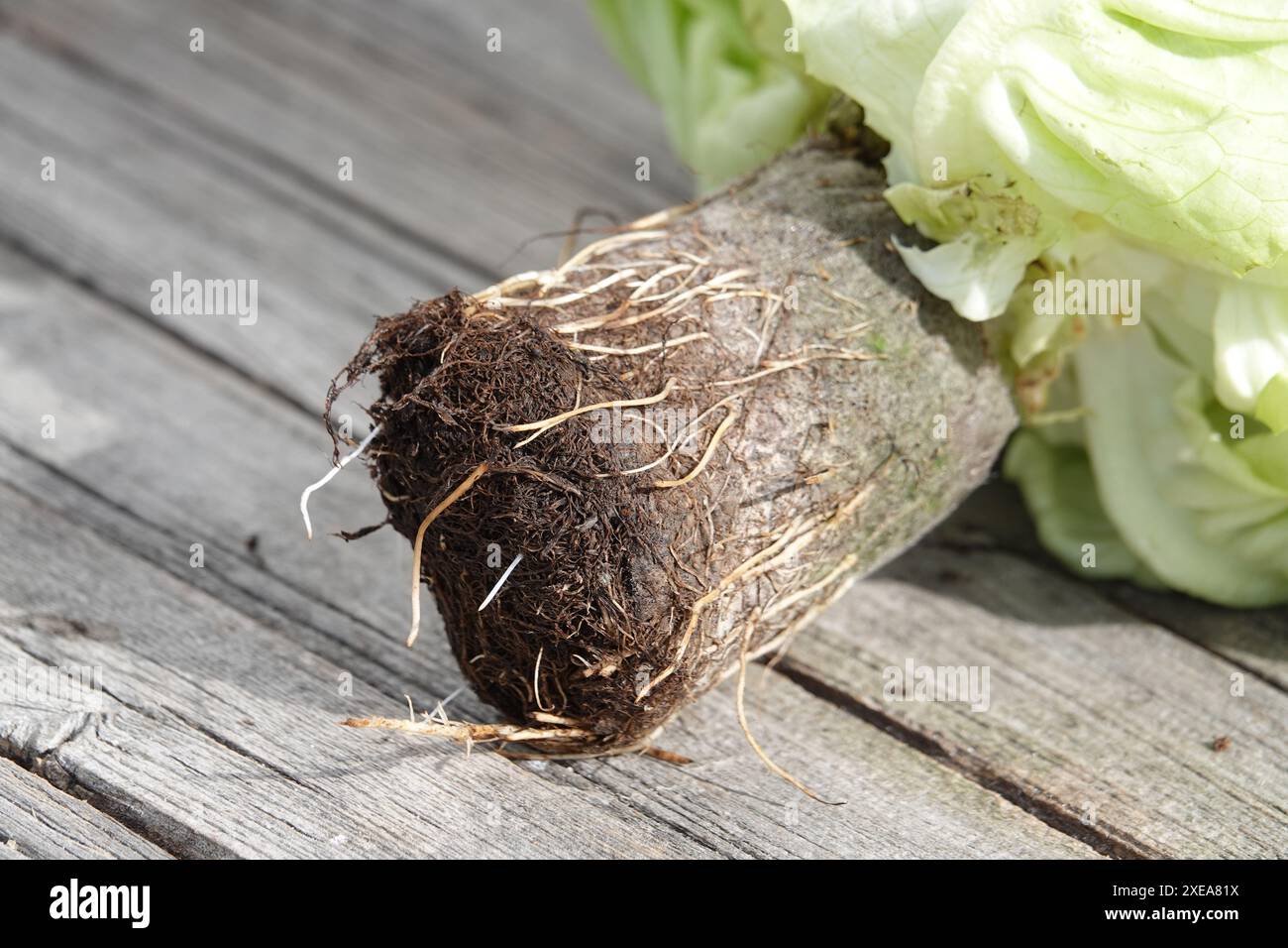 Rootball, fibrous roots Stock Photo - Alamy