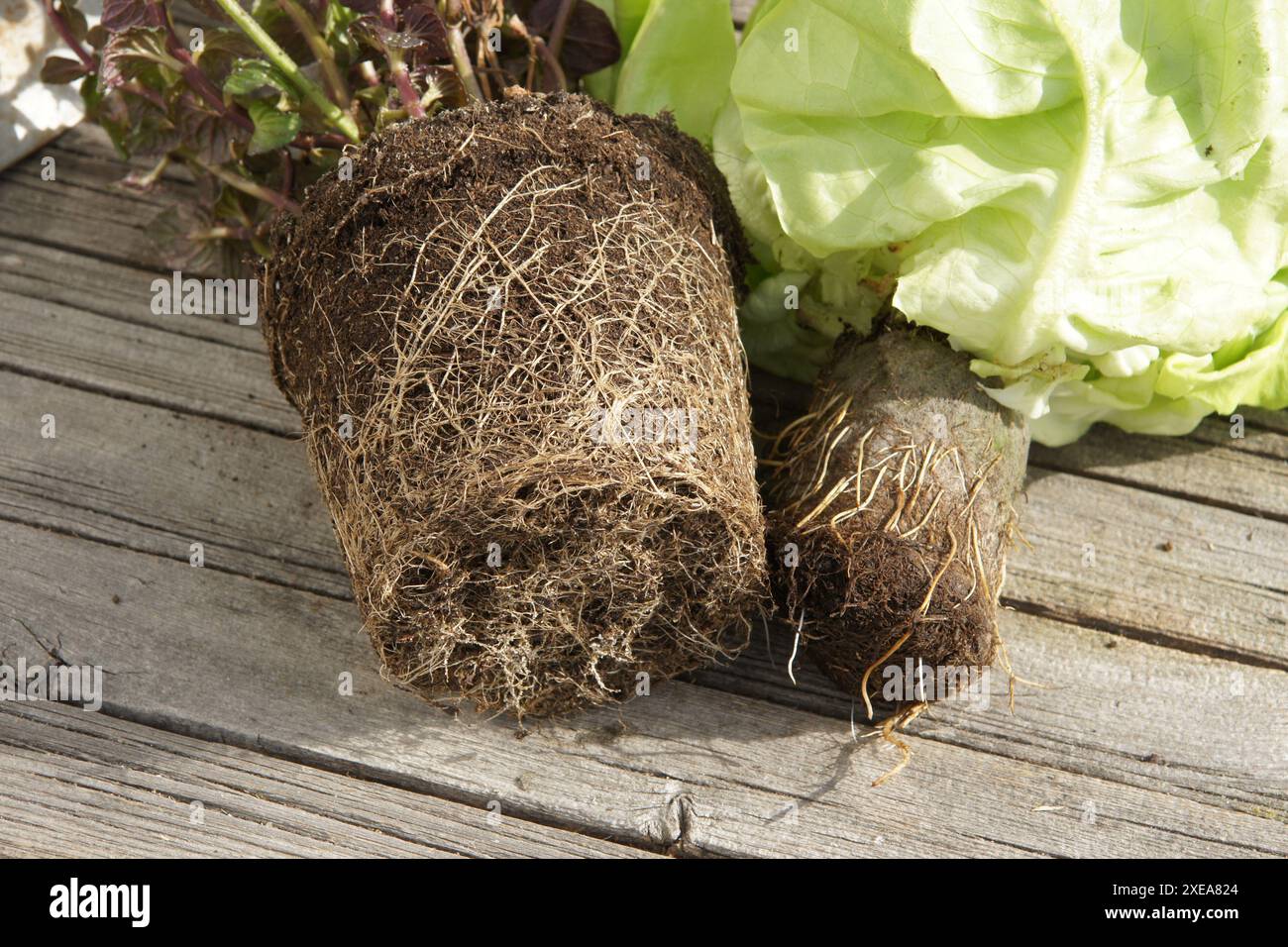 Rootball, fibrous roots Stock Photo - Alamy