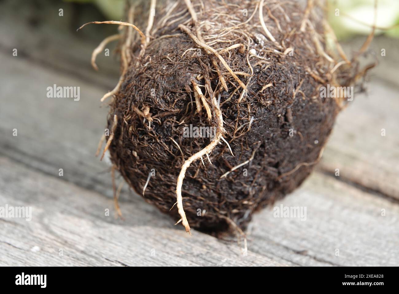 Rootball, fibrous roots Stock Photo - Alamy