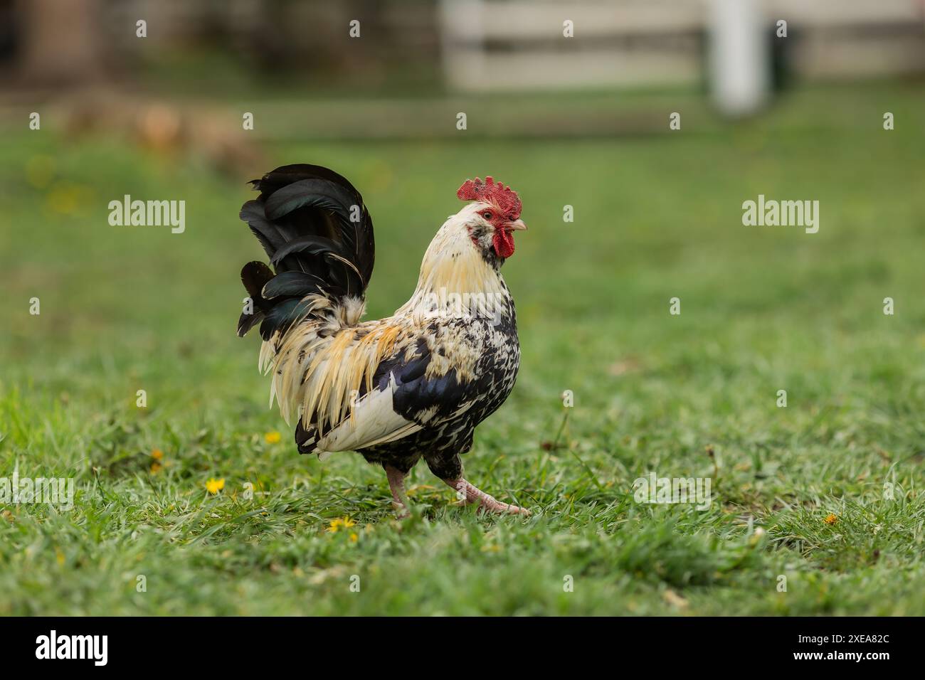 roosters and chickens on the farm in summer Stock Photo - Alamy