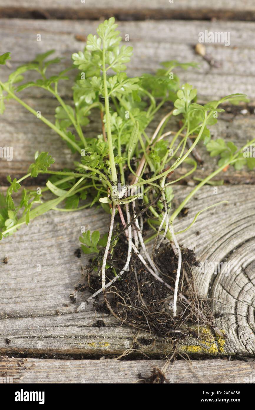 Rootball, fibrous roots Stock Photo - Alamy