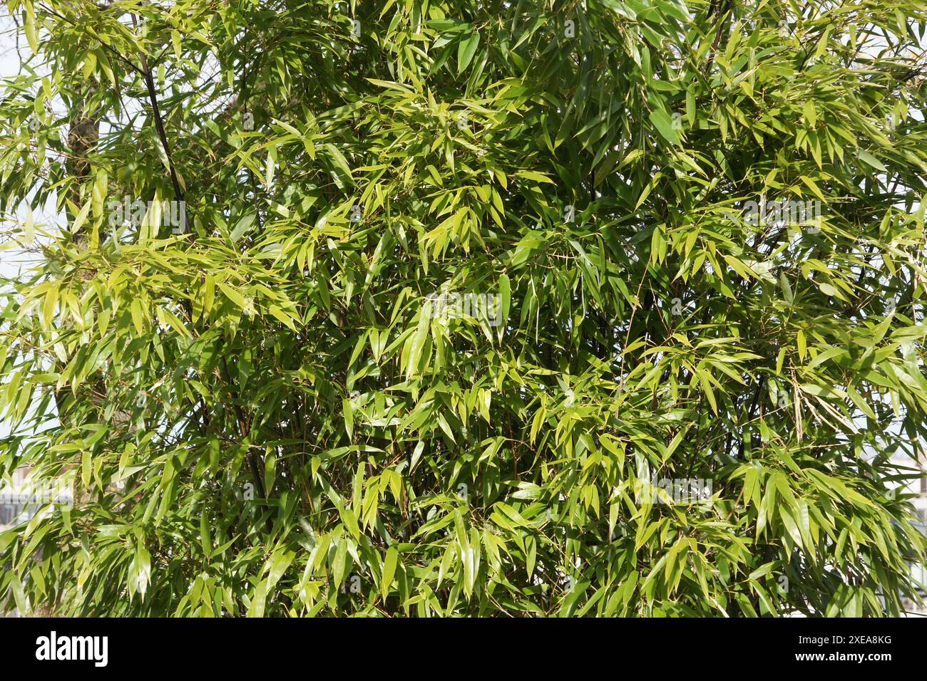 Phyllostachys nigra, black bamboo Stock Photo - Alamy