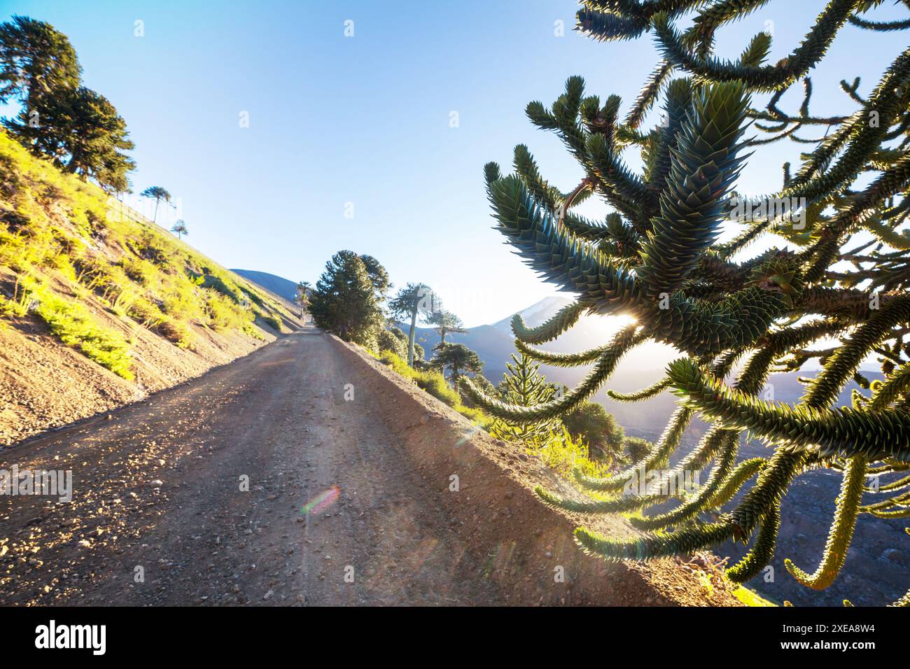 Aurakia in South America, the araucaria is a plant genus in the ...