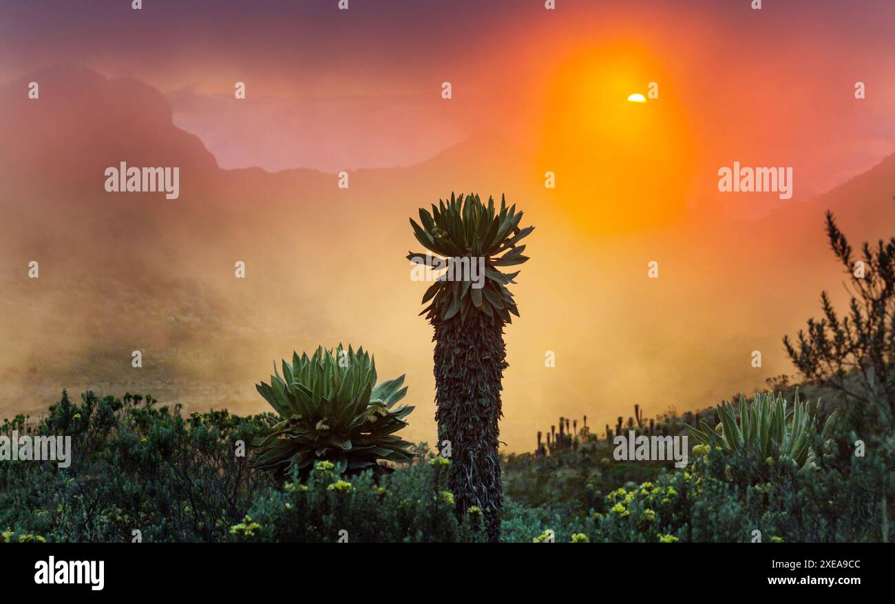 Colombian rainforest ecosystem hi-res stock photography and images - Alamy