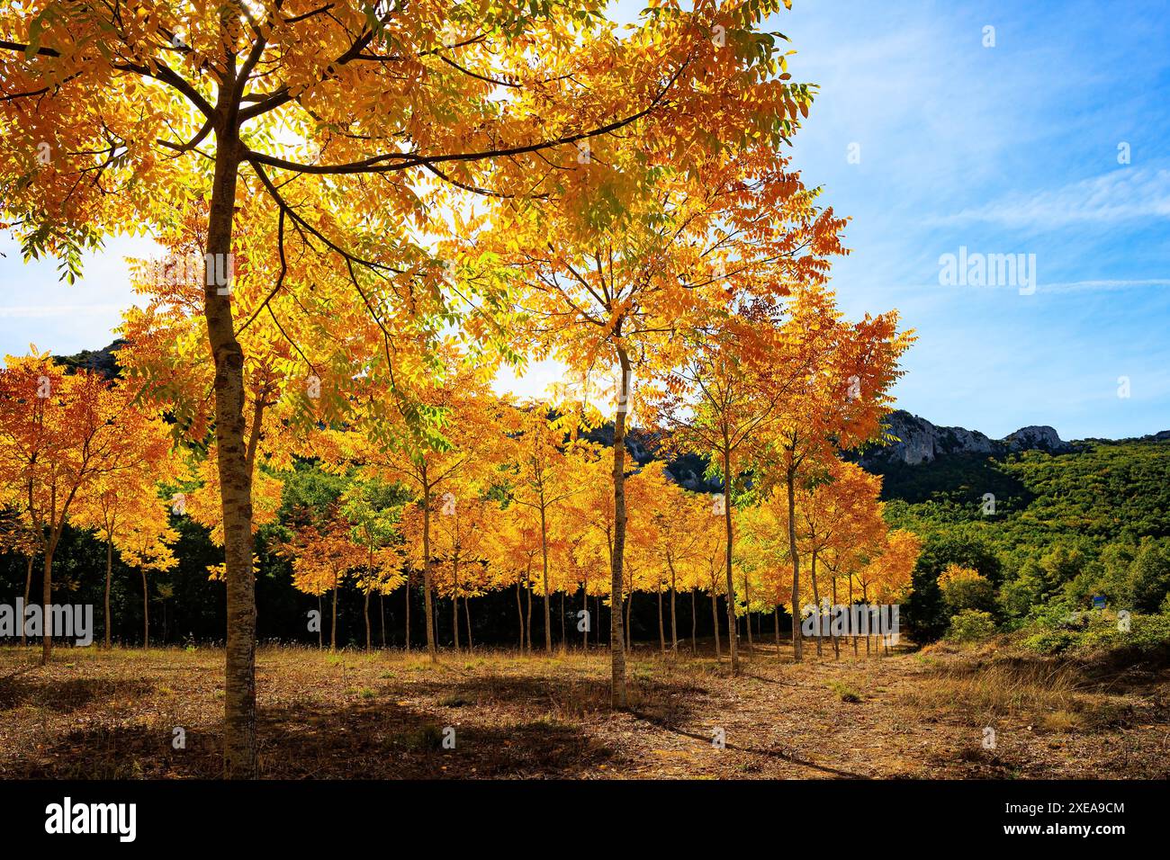 Beautiful forest autumn colors hi-res stock photography and images - Alamy